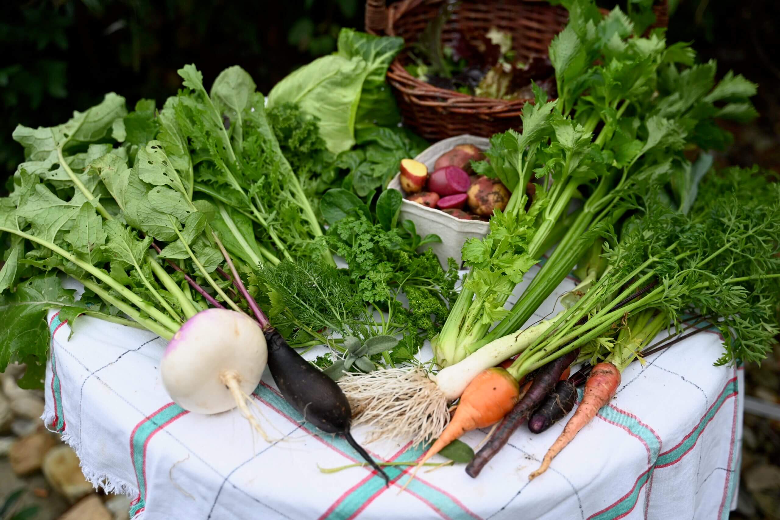 Gemüse ernten im Winter - Prima Magazin